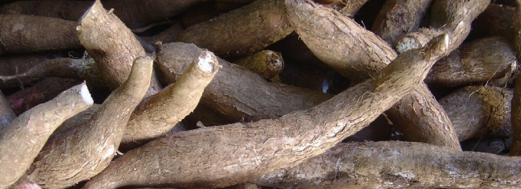 Scaling quality cassava seed systems - Rwanda & Burundi - Food ...