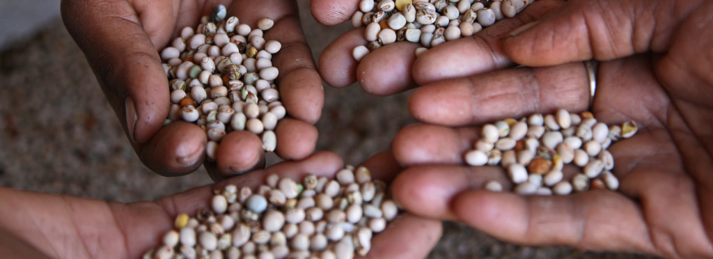 Seed market development - Uganda - Food & Business Knowledge Platform